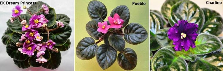 What are the Different Sizes of African Violet Plants? – Baby Violets