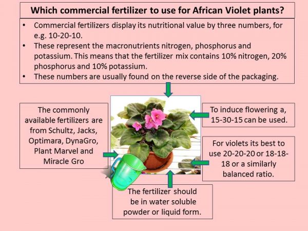 Fertilizer for African Violet Plants – Baby Violets