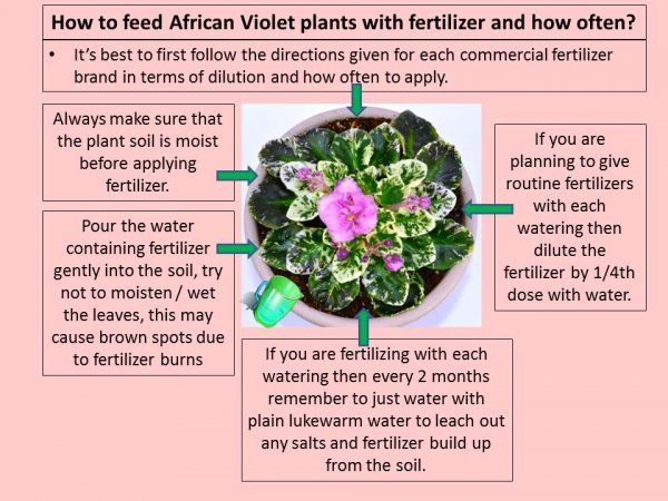 Fertilizer for African Violet Plants – Baby Violets