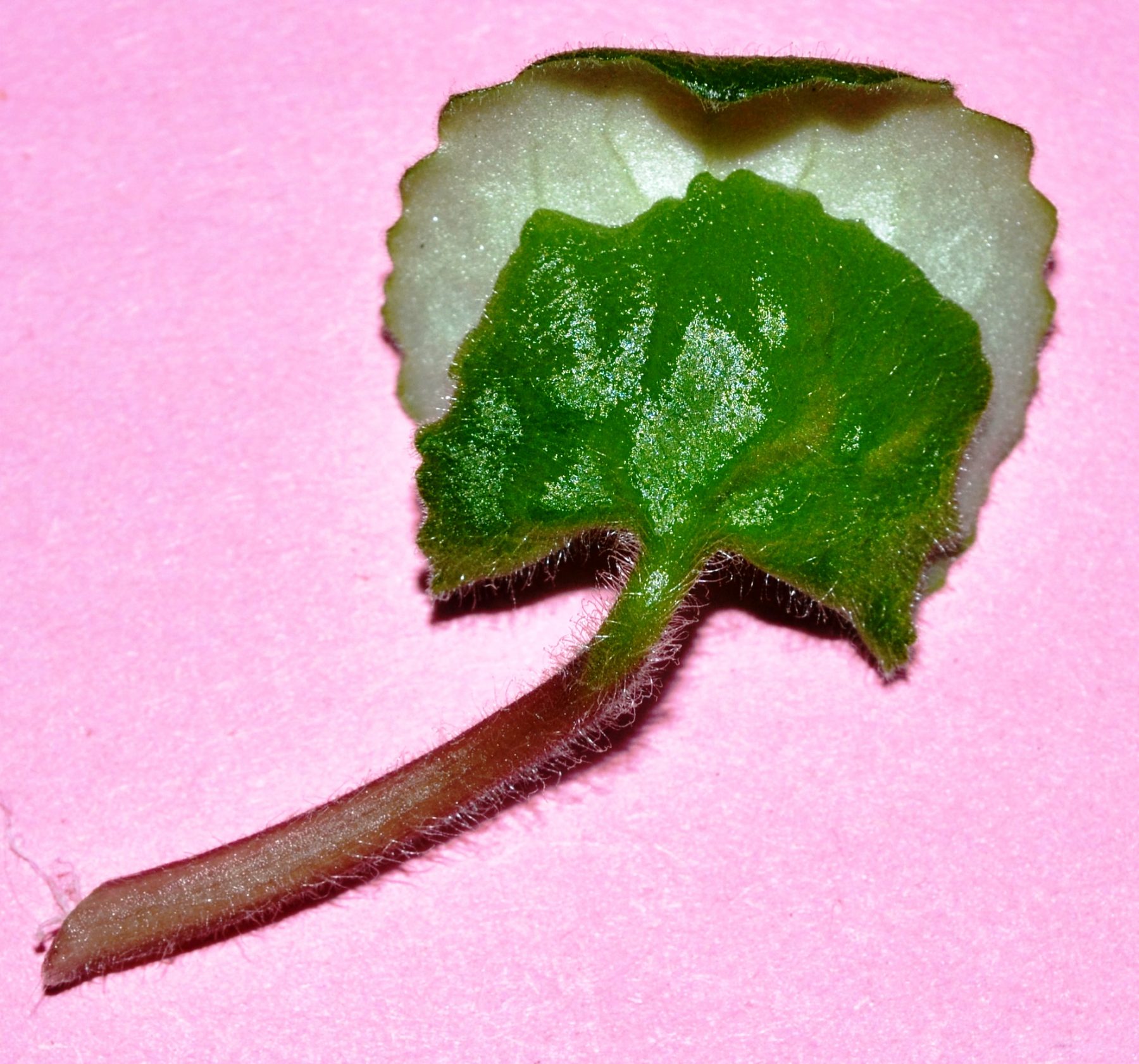 What are the Different Leaf Types of African Violet Plants? – Baby Violets