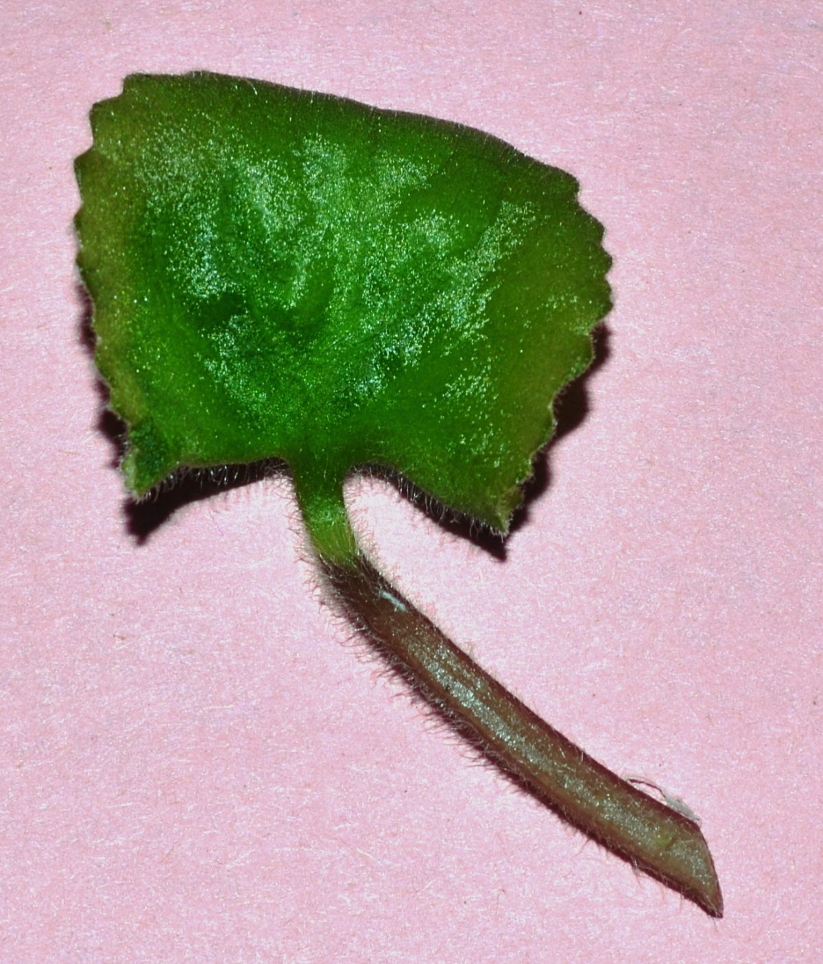 What are the Different Leaf Types of African Violet Plants? – Baby Violets