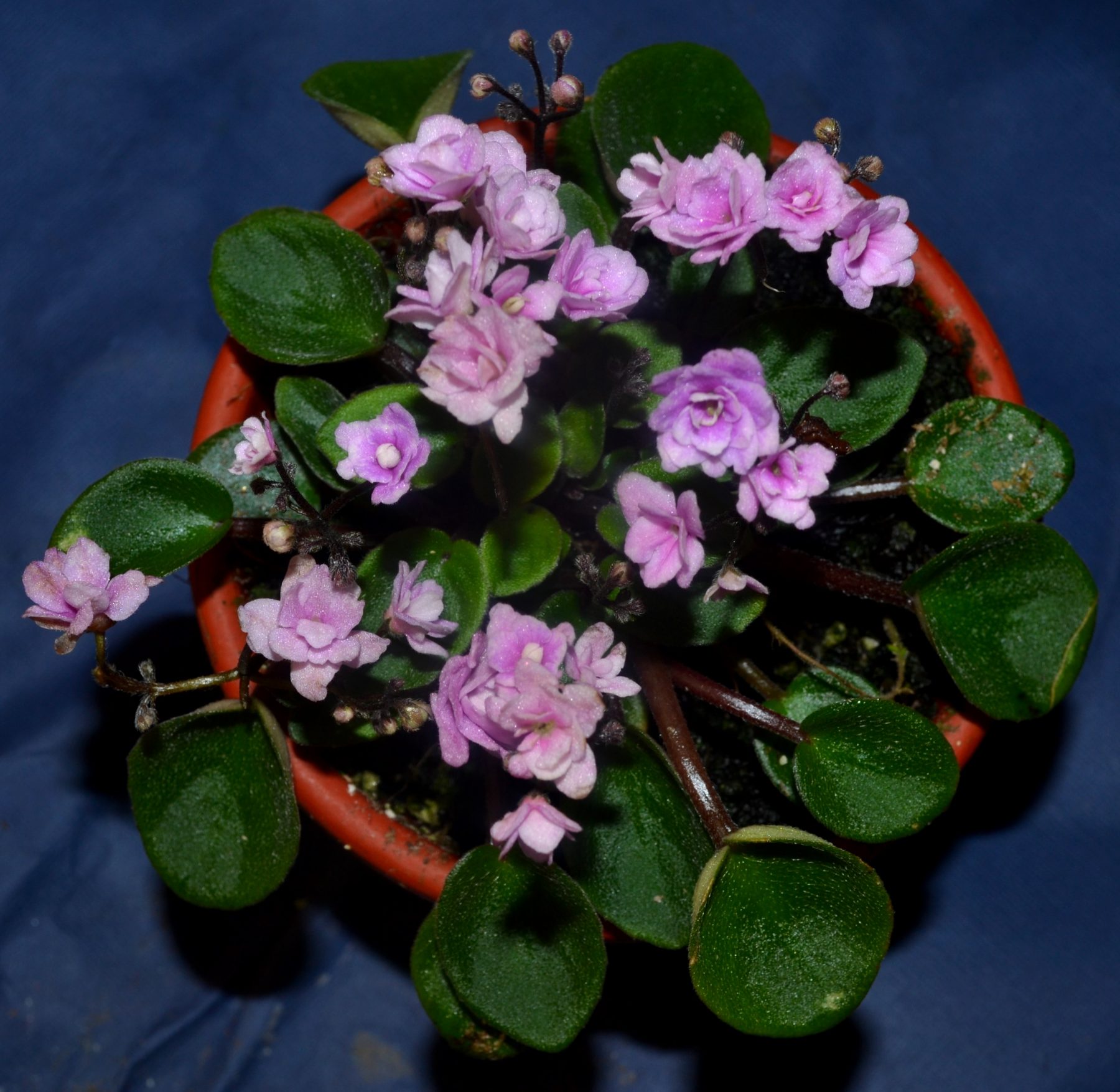 Introduction to African Violets - Baby Violets