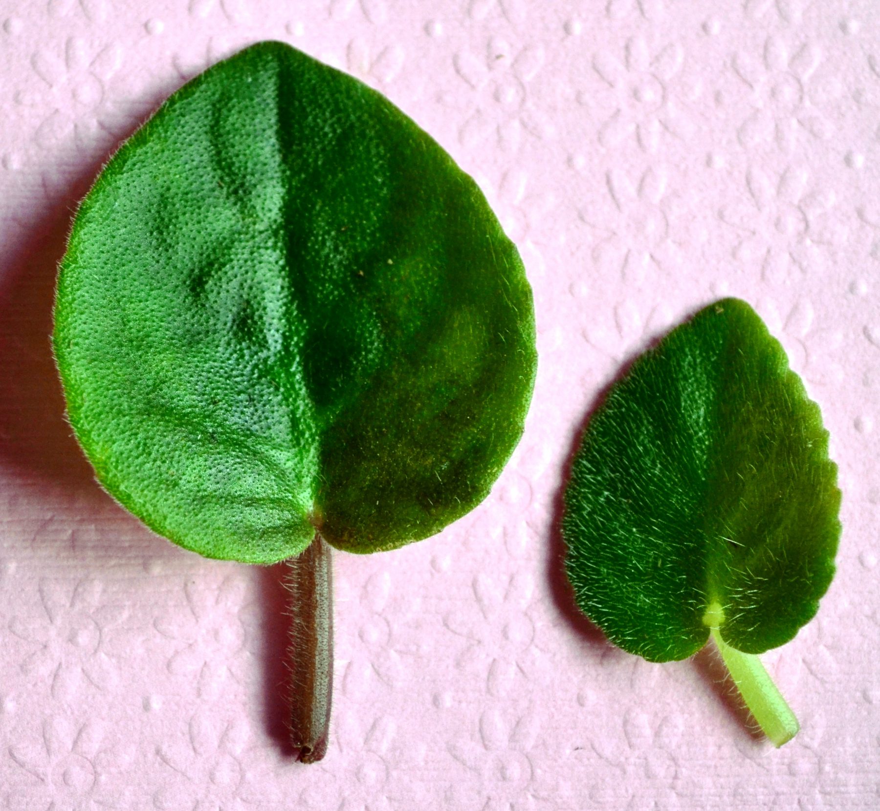 What are the Different Leaf Types of African Violet Plants? – Baby Violets