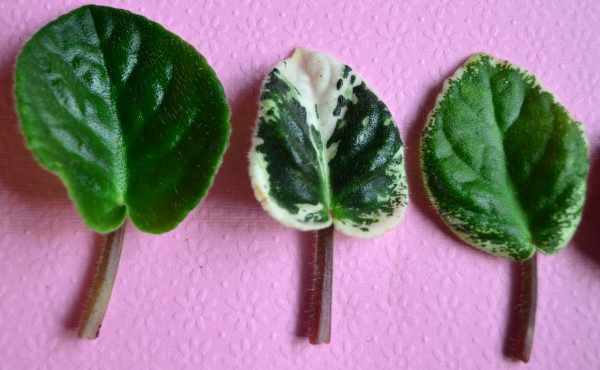 Anatomy Of African Violet Flowers And Leaves – Baby Violets