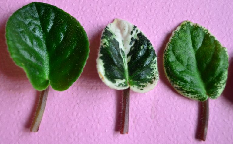 Anatomy Of African Violet Flowers And Leaves – Baby Violets