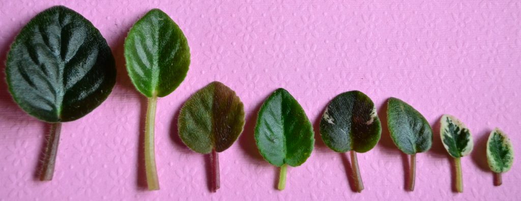 What are the Different Leaf Types of African Violet Plants? – Baby Violets