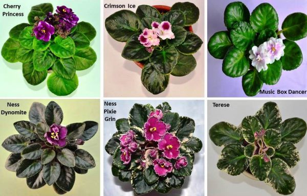 What are the Different Types of African Violet Plants? – Baby Violets