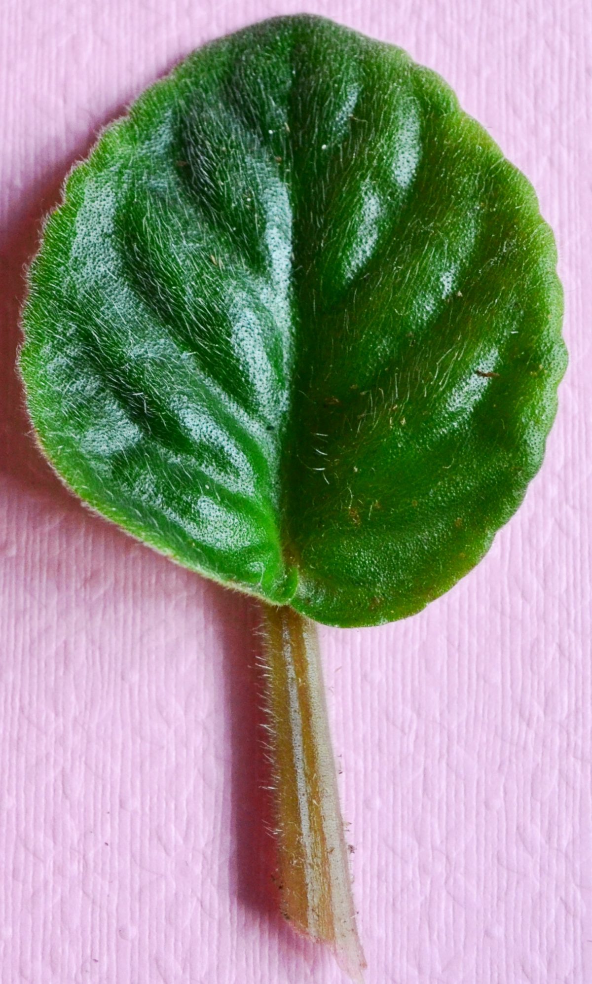 Anatomy Of African Violet Flowers And Leaves – Baby Violets