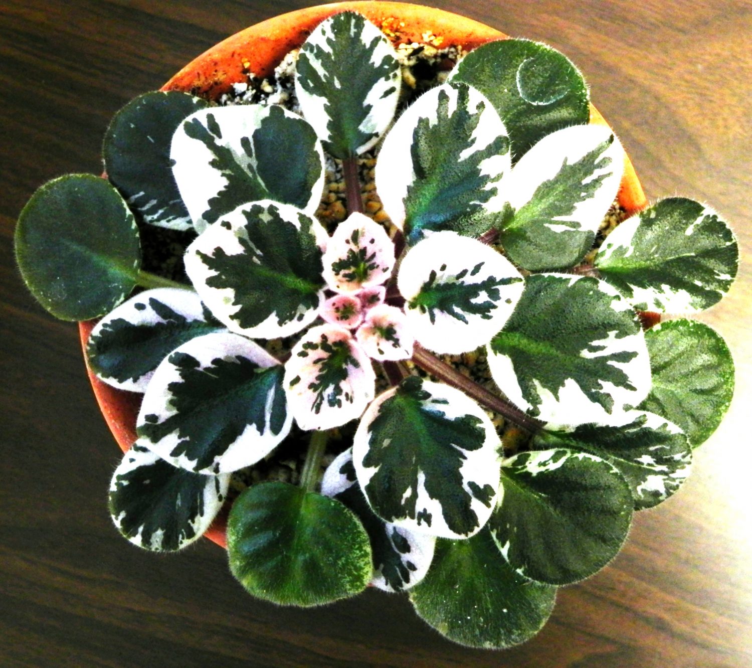 Baby Violets – African Violet Houseplants