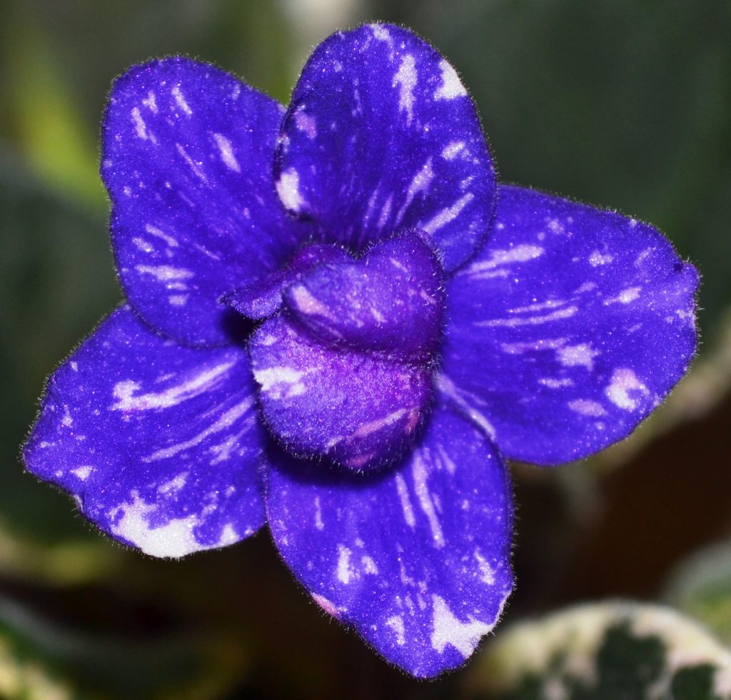 About – Baby Violets