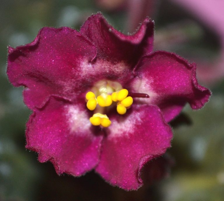 About – Baby Violets