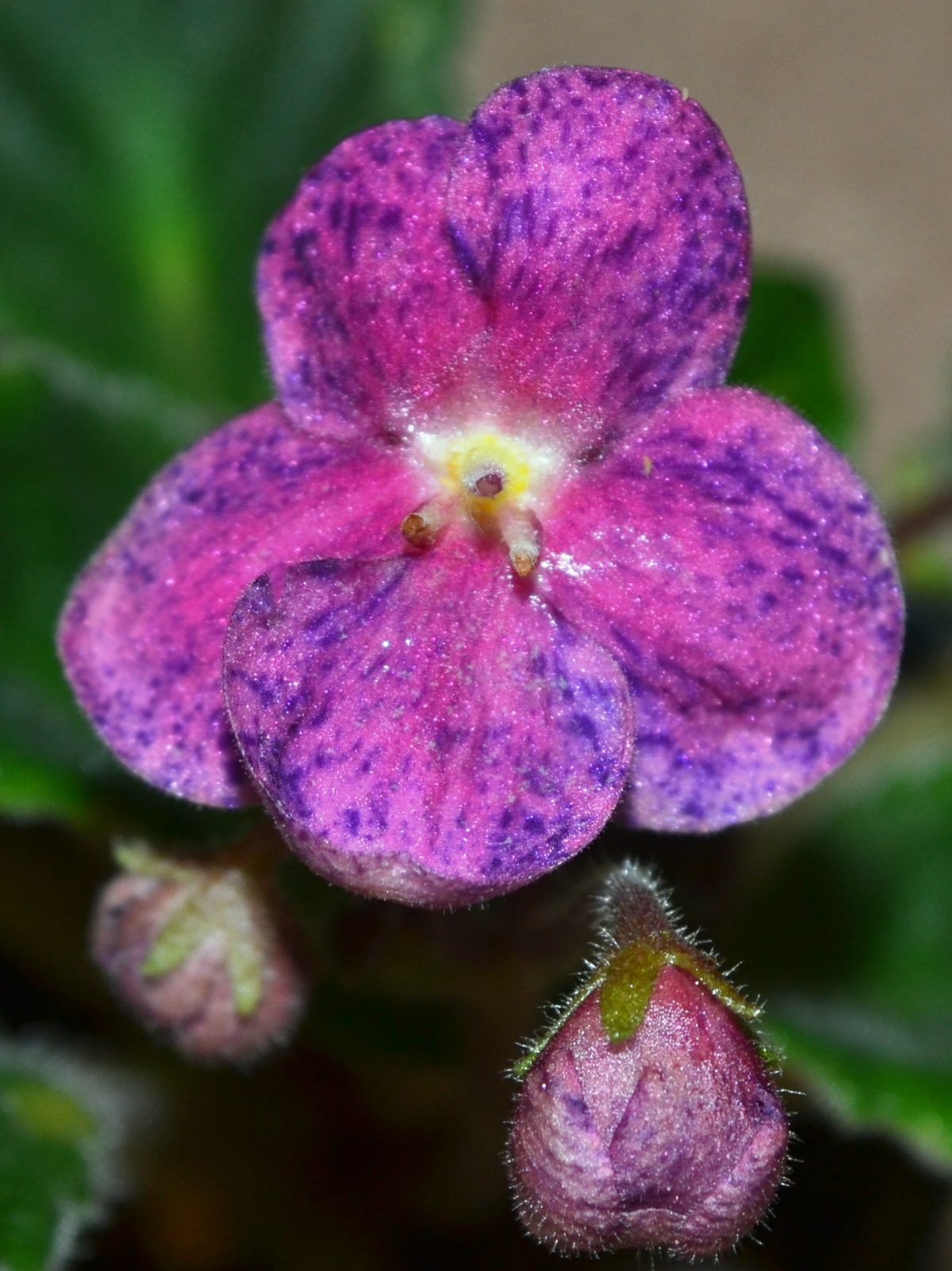 Anatomy Of African Violet Flowers And Leaves – Baby Violets