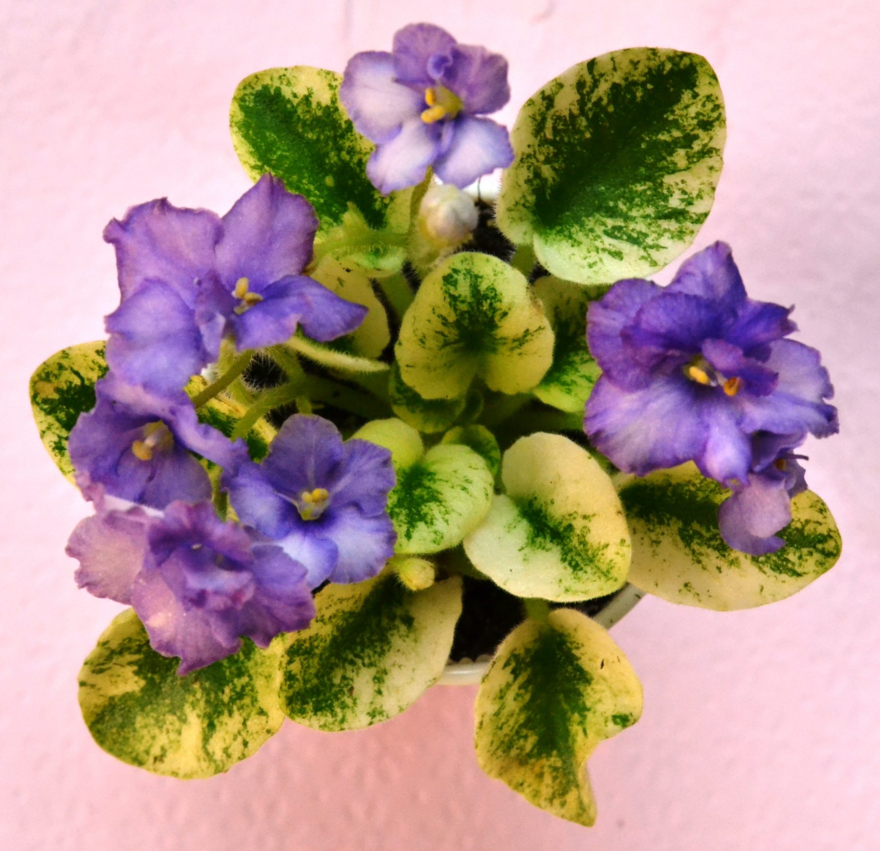 African Violet Show Plants: How To Begin? - Baby Violets