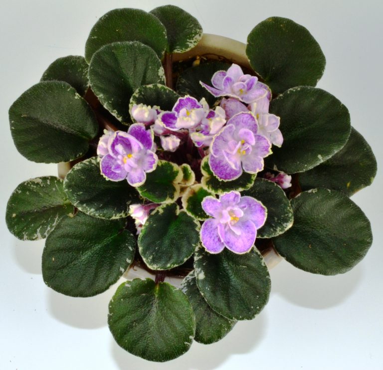 African Violet Show Plants: How To Begin? – Baby Violets