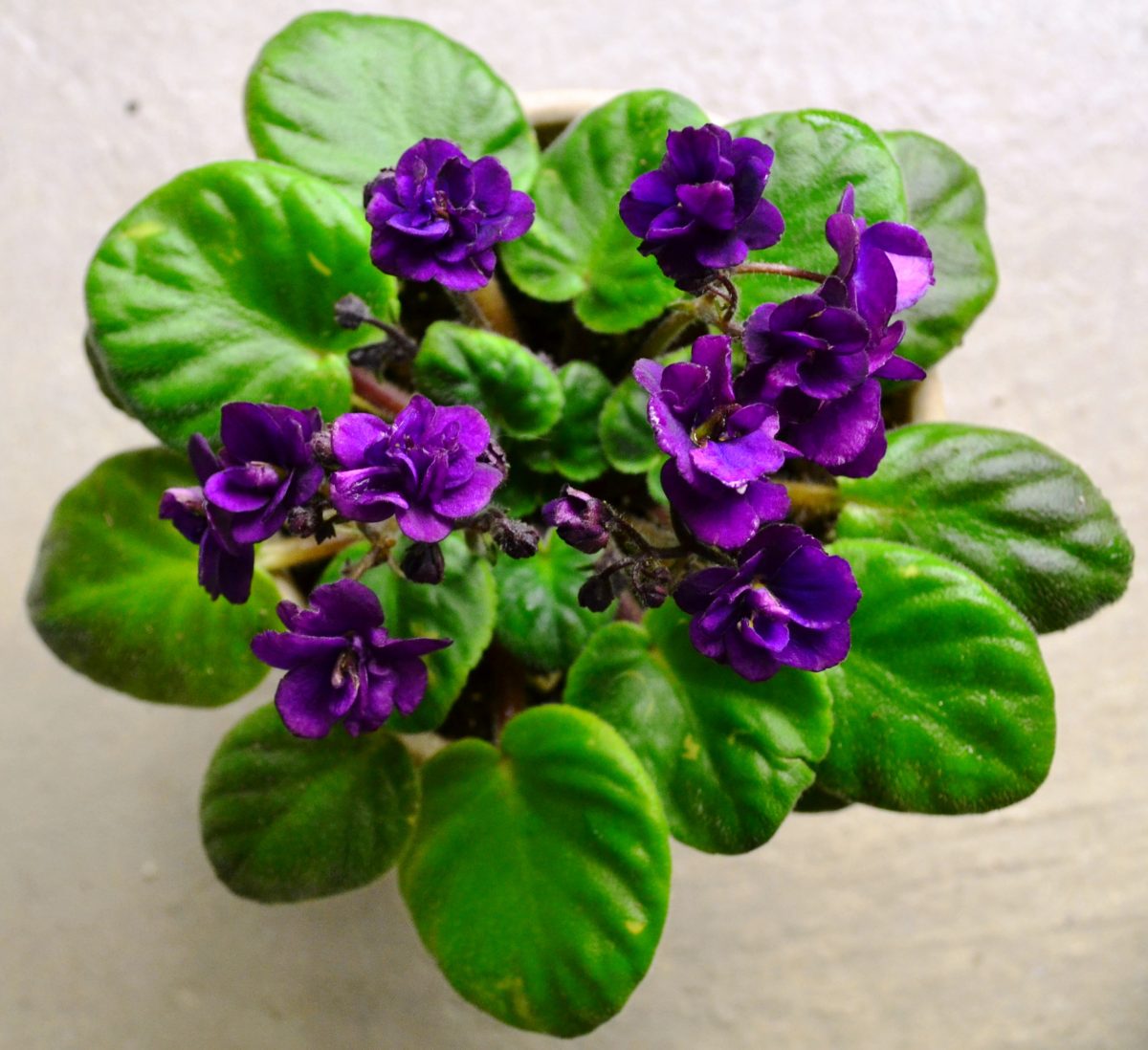 African Violet Show Plants: How To Begin? – Baby Violets
