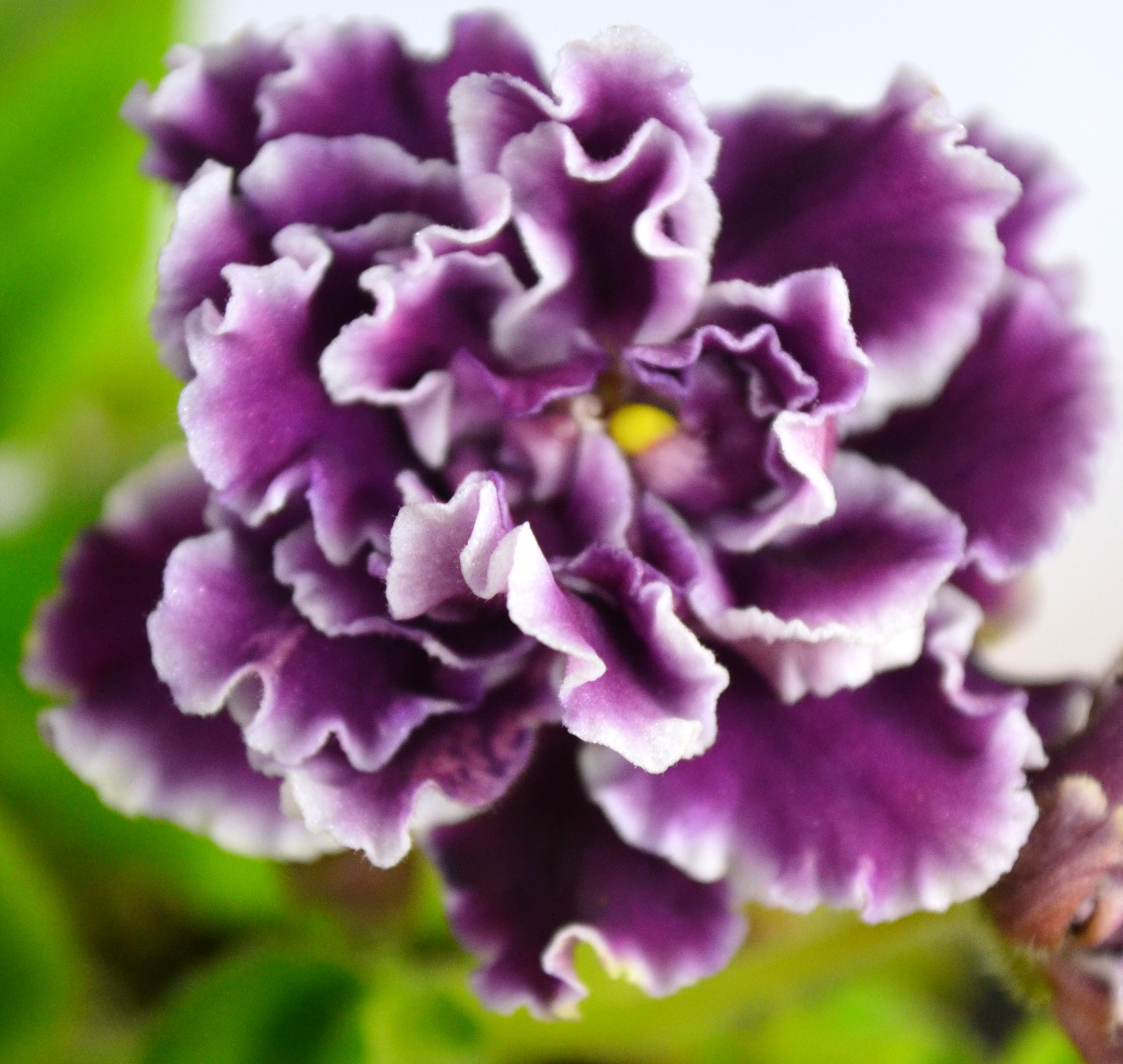 Anatomy Of African Violet Flowers And Leaves - Baby Violets
