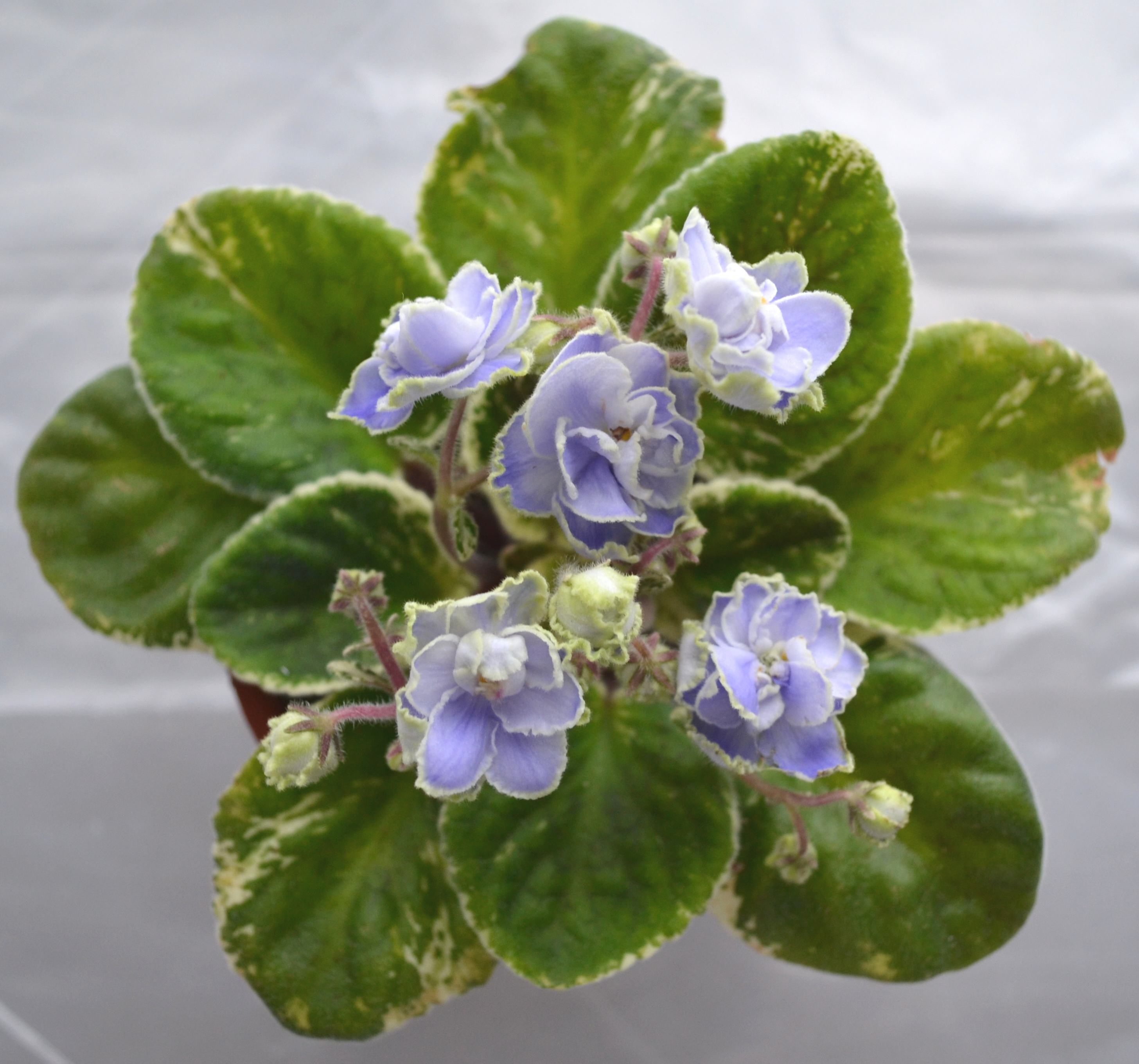 African Violet Show Plants: How To Begin? - Baby Violets