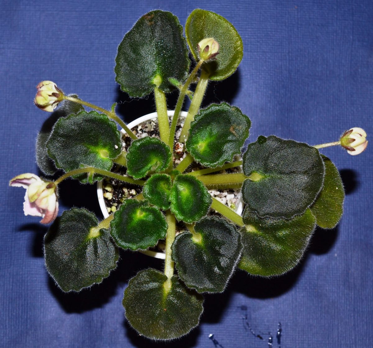 Artificial Lighting For African Violet Plants: Part I Fluorescent ...