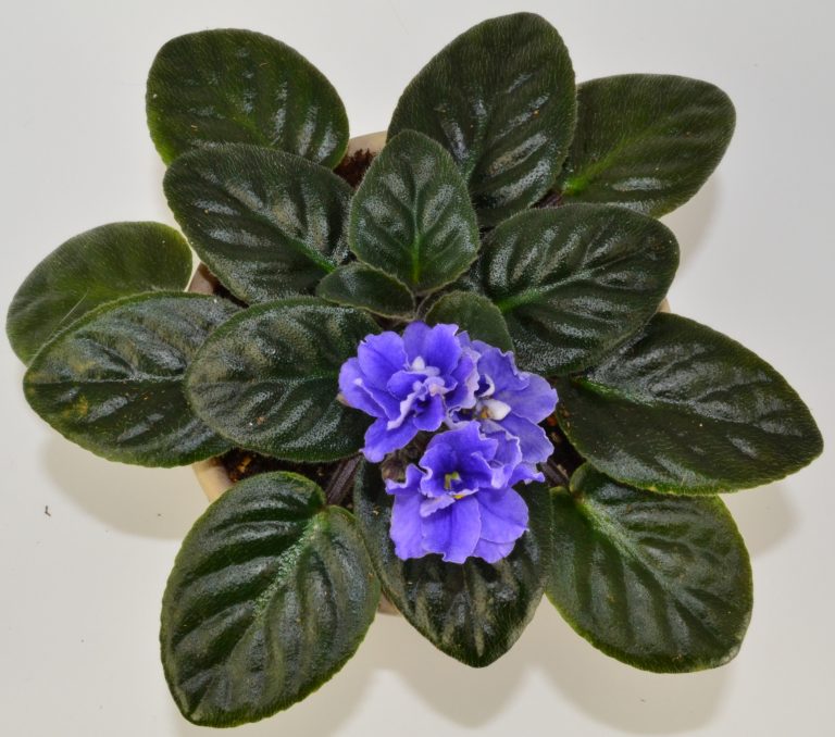 African Violet Show Plants: How To Begin? – Baby Violets