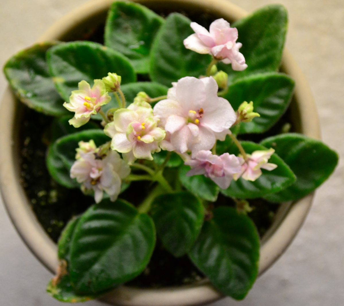 African Violet Show Plants: How To Begin? – Baby Violets