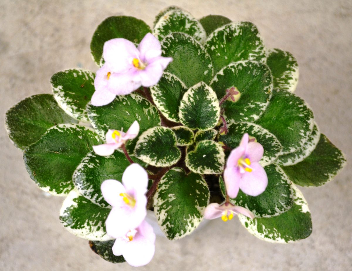 African Violet Show Plants: How To Begin? – Baby Violets
