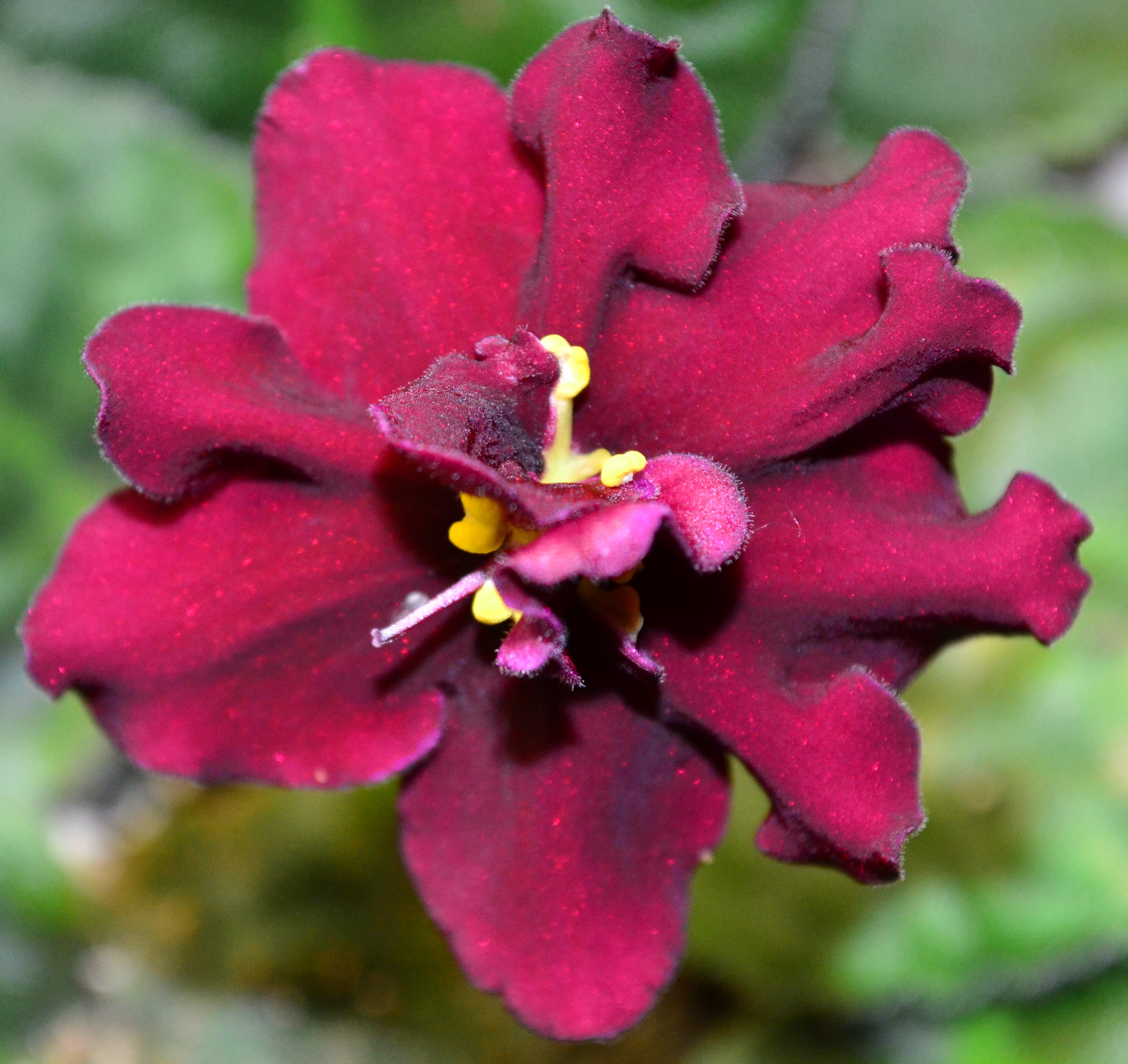 Anatomy Of African Violet Flowers And Leaves – Baby Violets