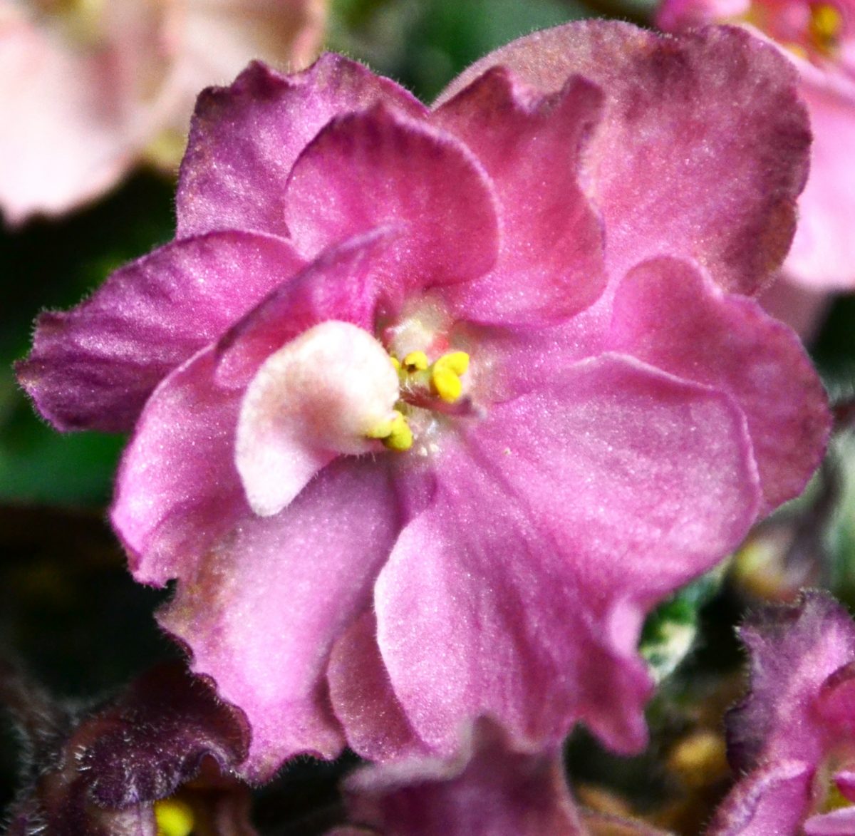 Anatomy Of African Violet Flowers And Leaves – Baby Violets