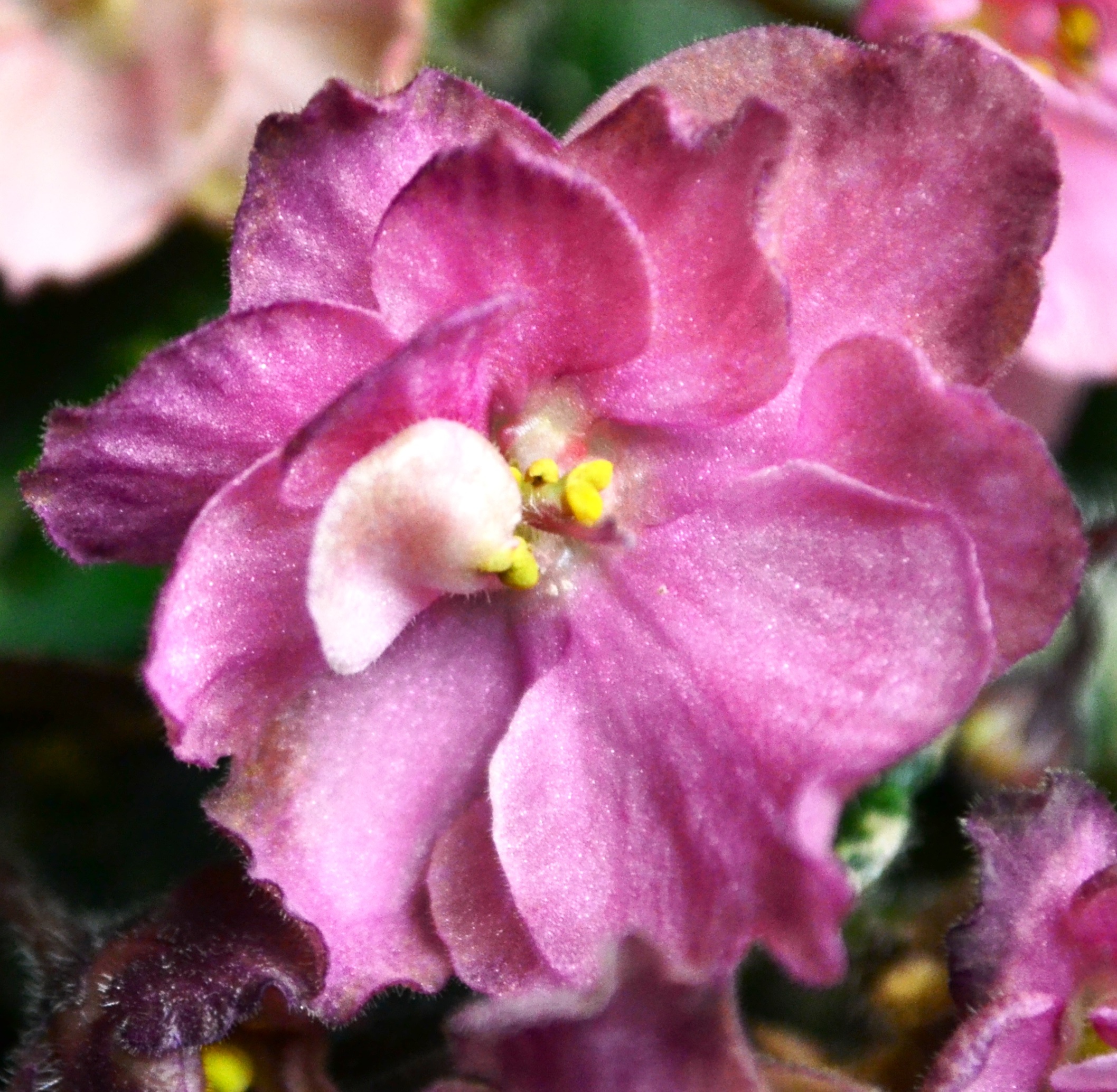 Anatomy Of African Violet Flowers And Leaves – Baby Violets