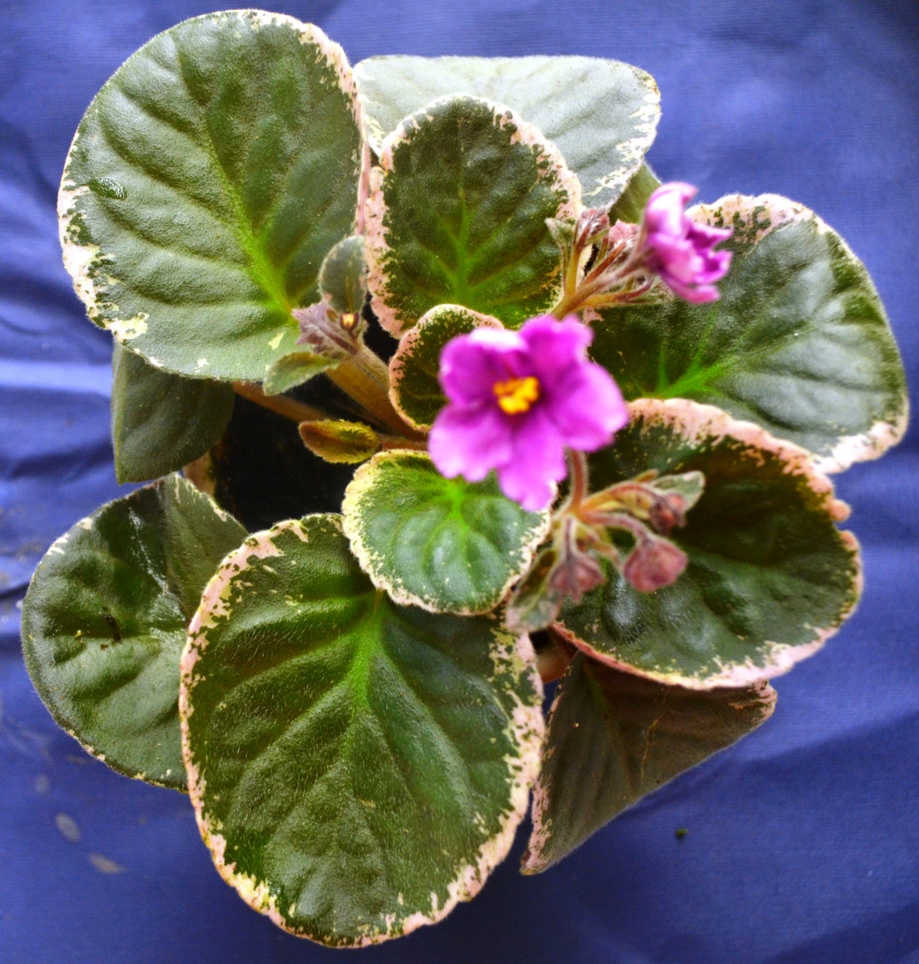African Violet Show Plants: How To Begin? - Baby Violets