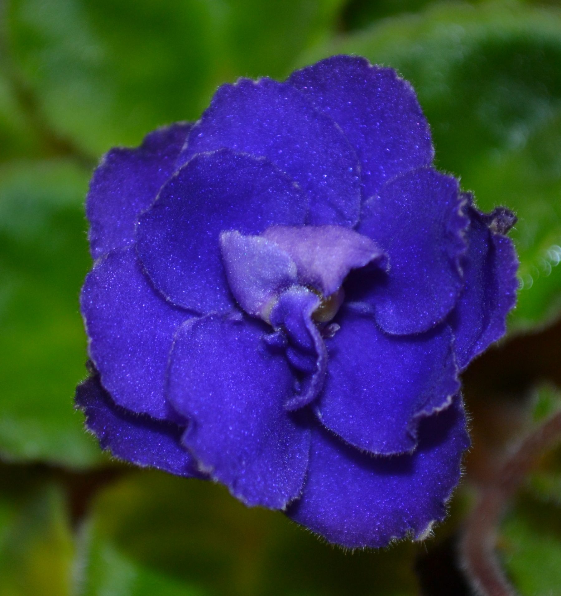 Anatomy Of African Violet Flowers And Leaves – Baby Violets