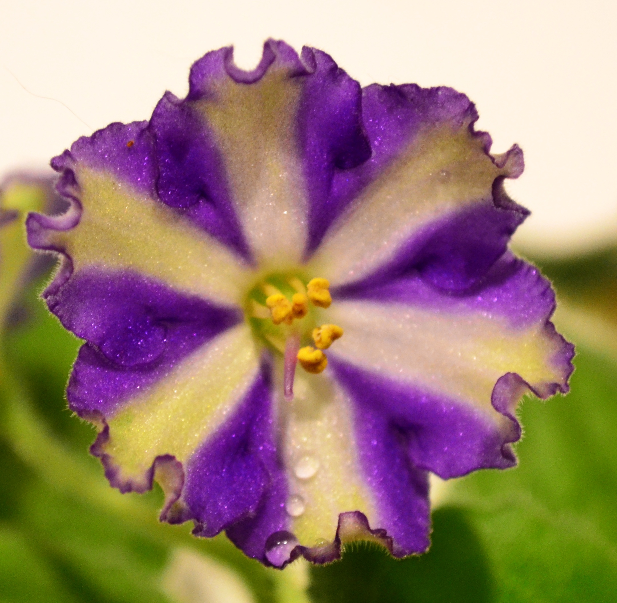 Anatomy Of African Violet Flowers And Leaves - Baby Violets