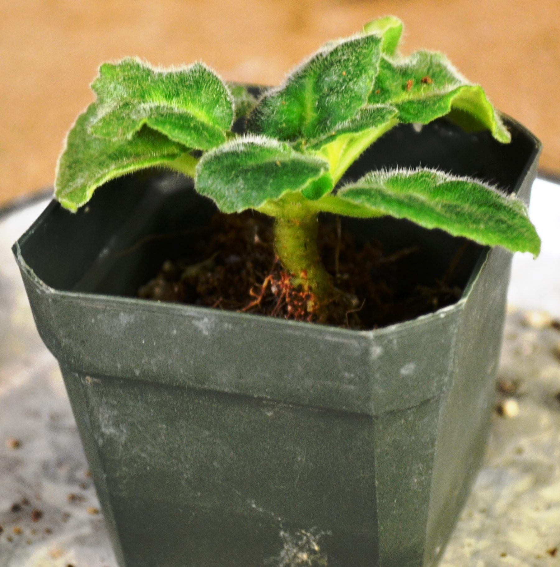 How to Bury and Re-Pot African Violet Bare Stems or Necks? - Baby Violets