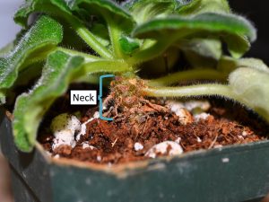 How to Bury and Re-Pot African Violet Bare Stems or Necks? – Baby Violets