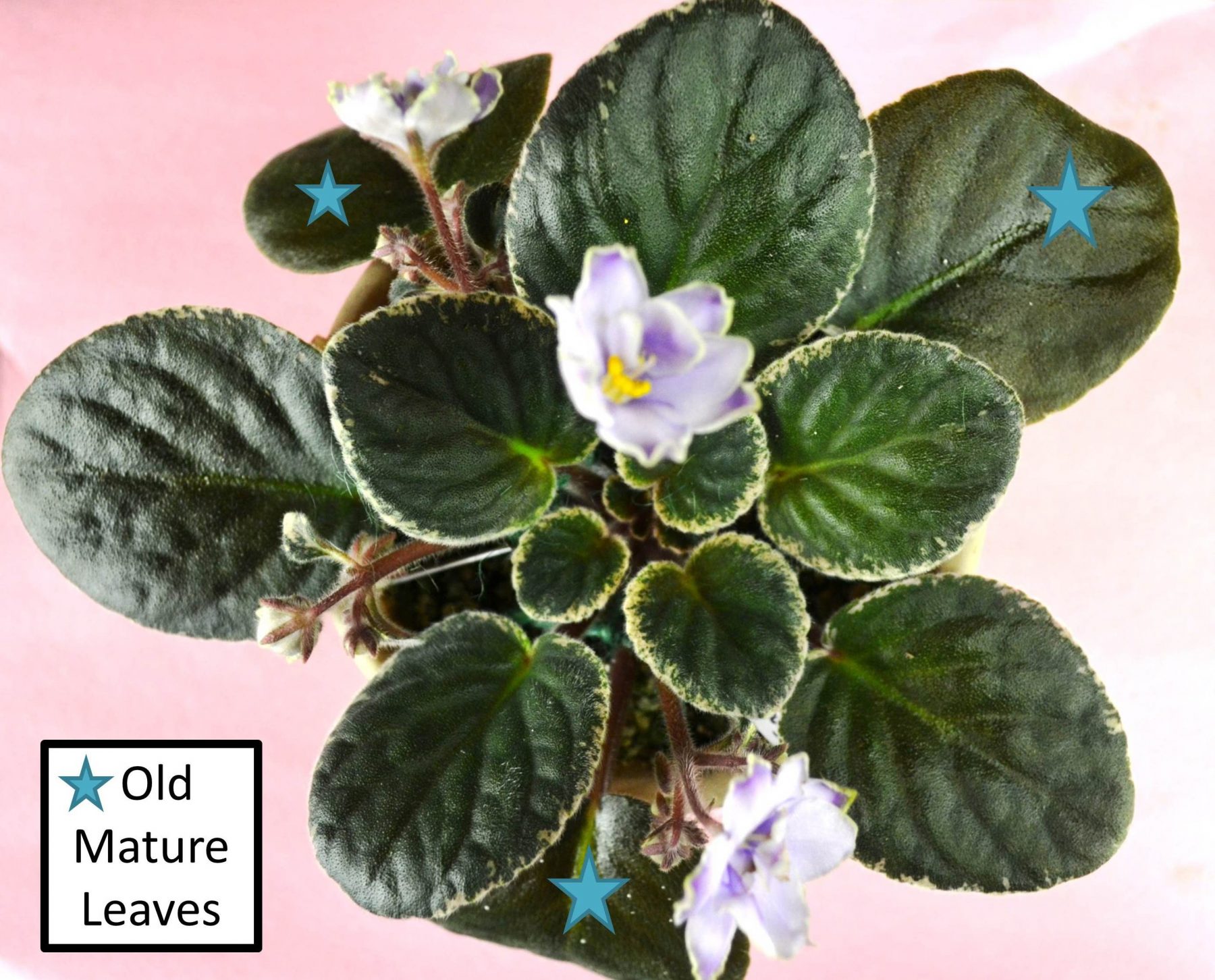 How to Bury and Re-Pot African Violet Bare Stems or Necks? – Baby Violets