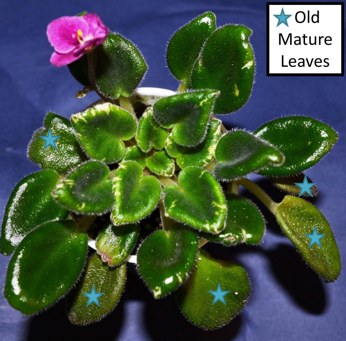 How to Bury and Re-Pot African Violet Bare Stems or Necks? – Baby Violets