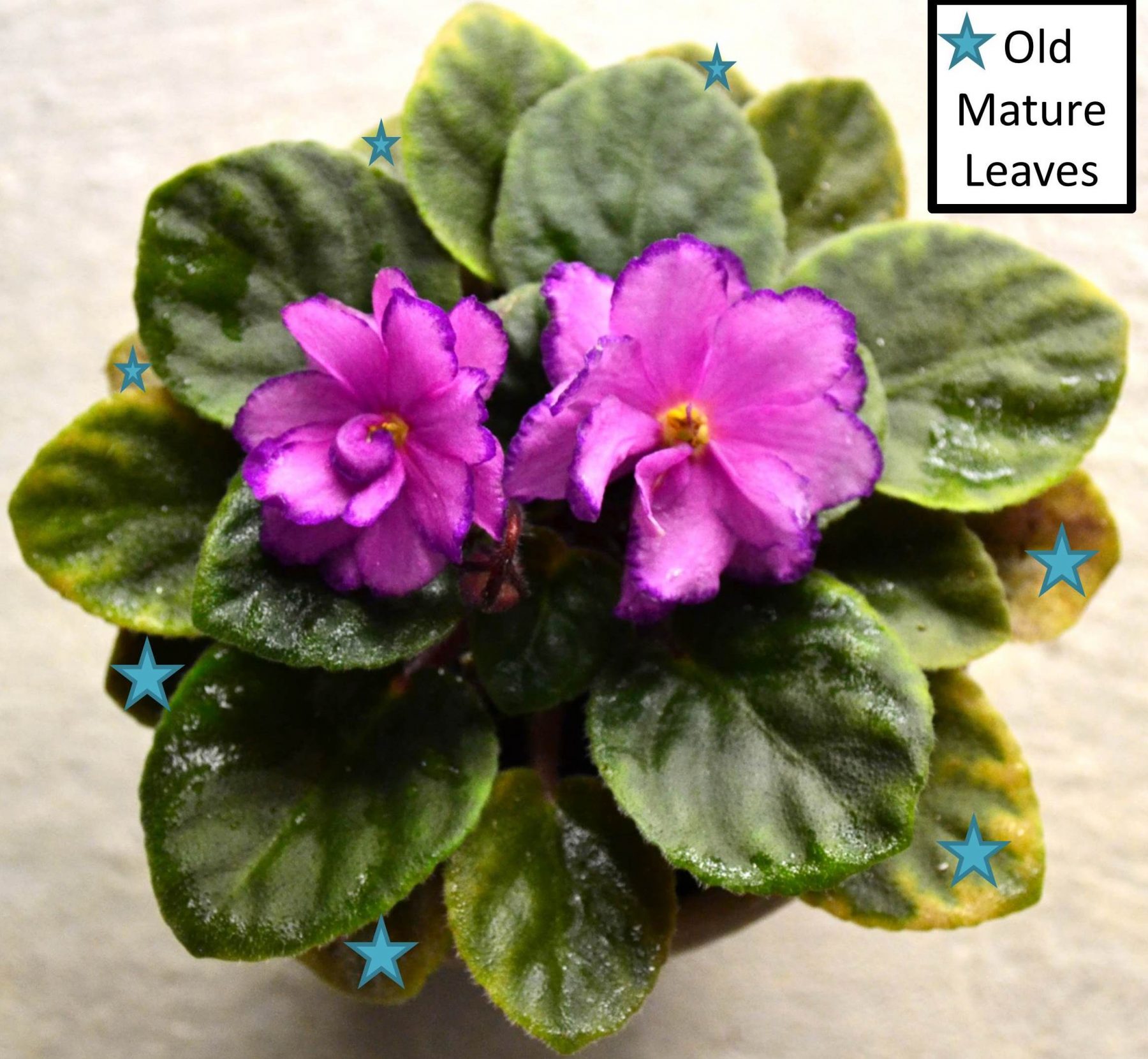 How to Bury and Re-Pot African Violet Bare Stems or Necks? – Baby Violets