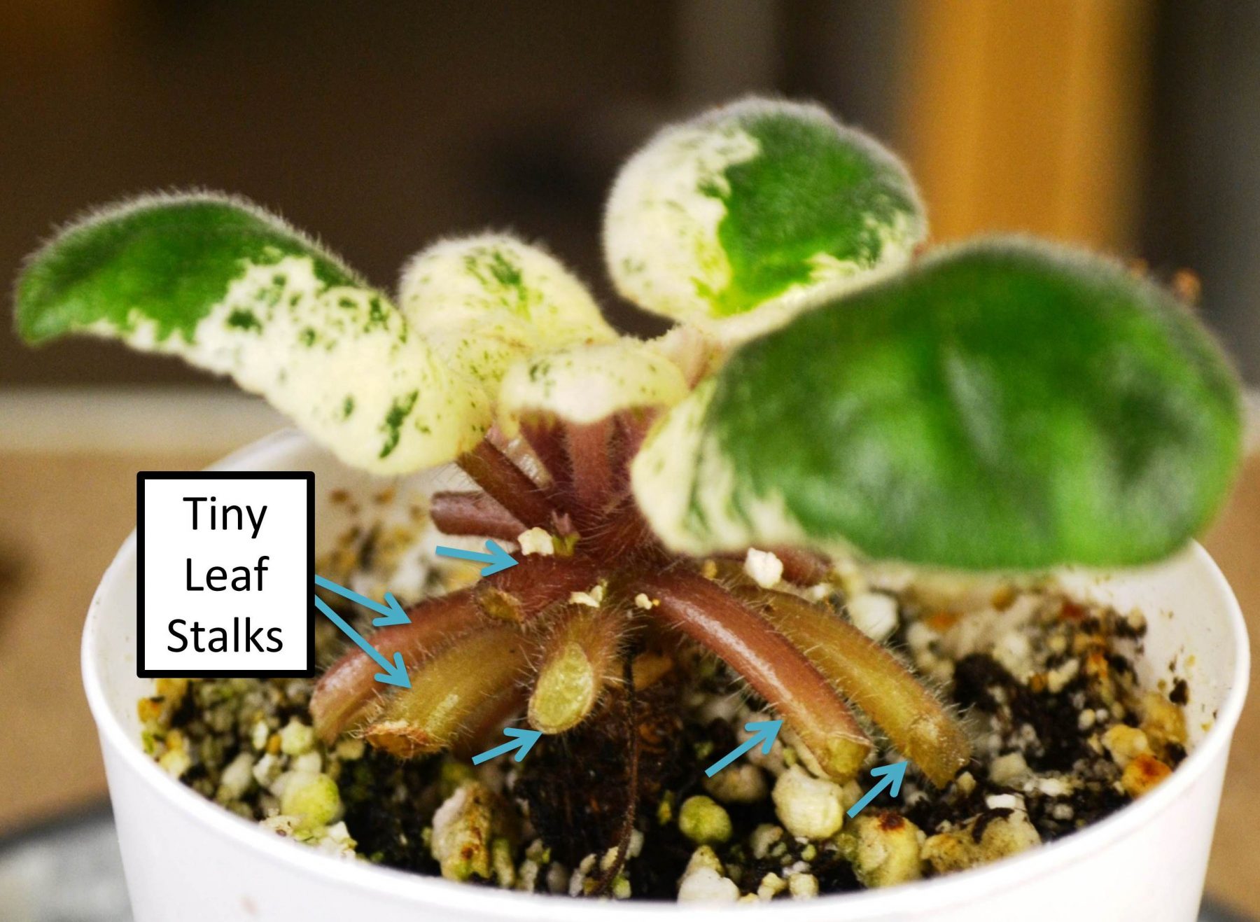 How to Bury and Re-Pot African Violet Bare Stems or Necks? – Baby Violets