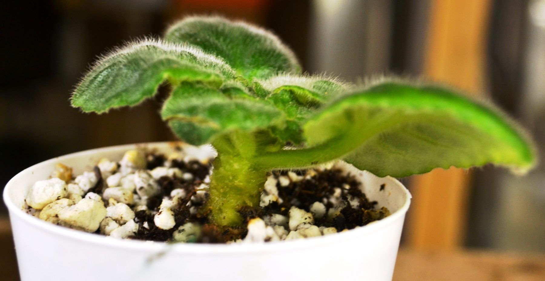 How to Bury and Re-Pot African Violet Bare Stems or Necks? – Baby Violets