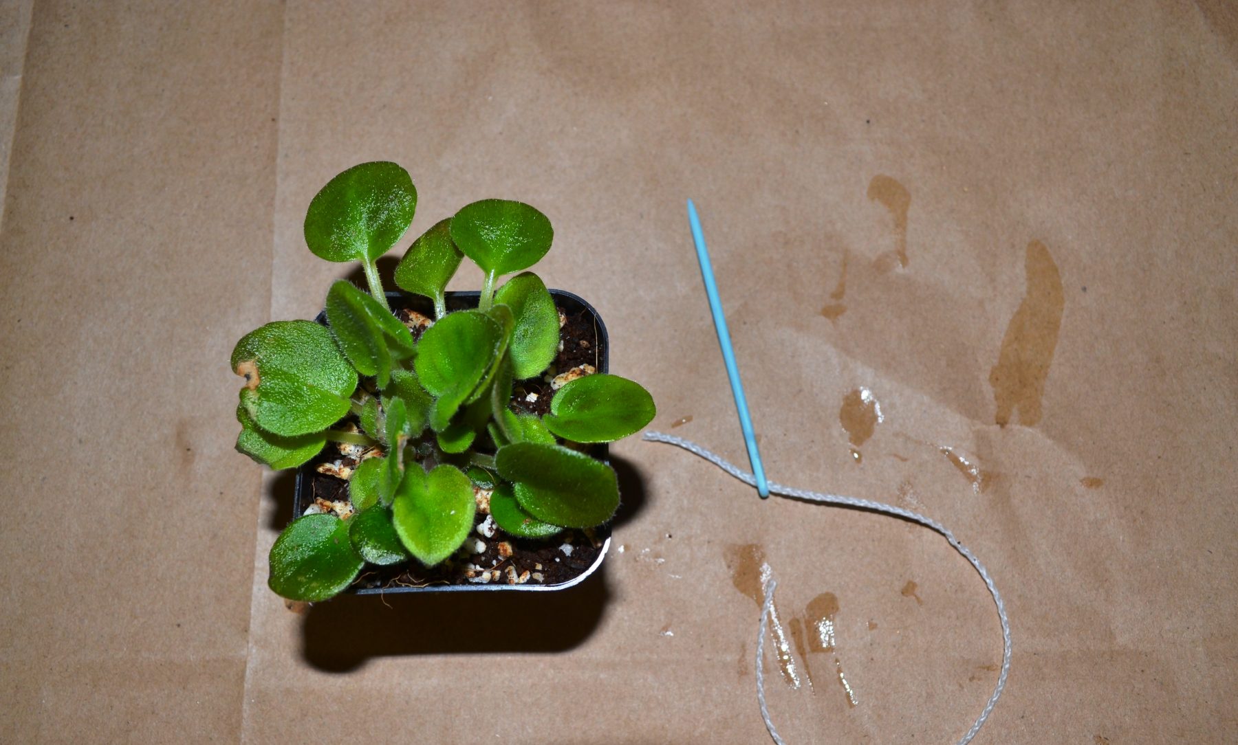 Wick Watering for African Violet Plants - Baby Violets