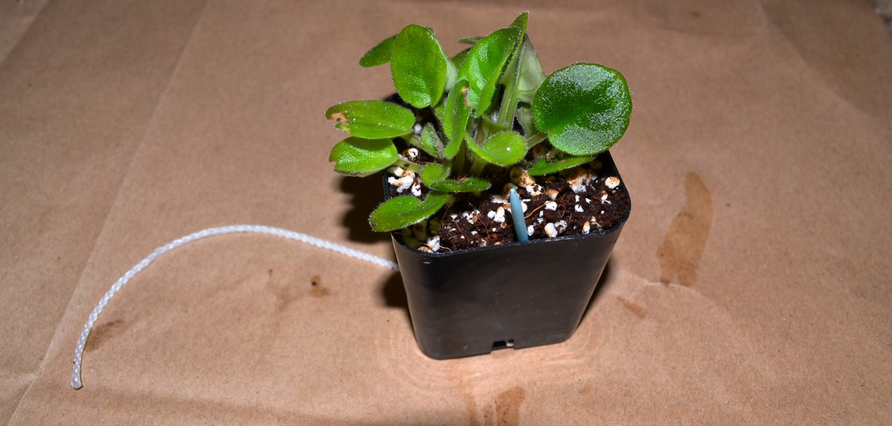 Wick Watering for African Violet Plants - Baby Violets