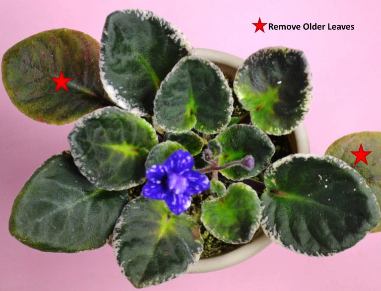 Root Rot on African Violet Plants – Baby Violets