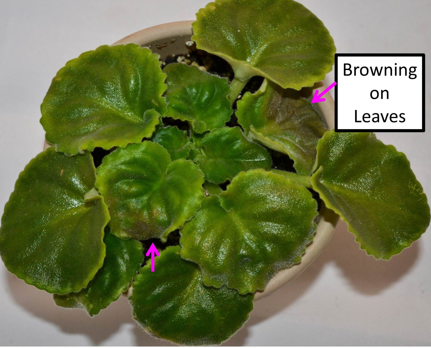 Why Are My African Violet Leaves Curling Upwards or Downwards? – Baby ...