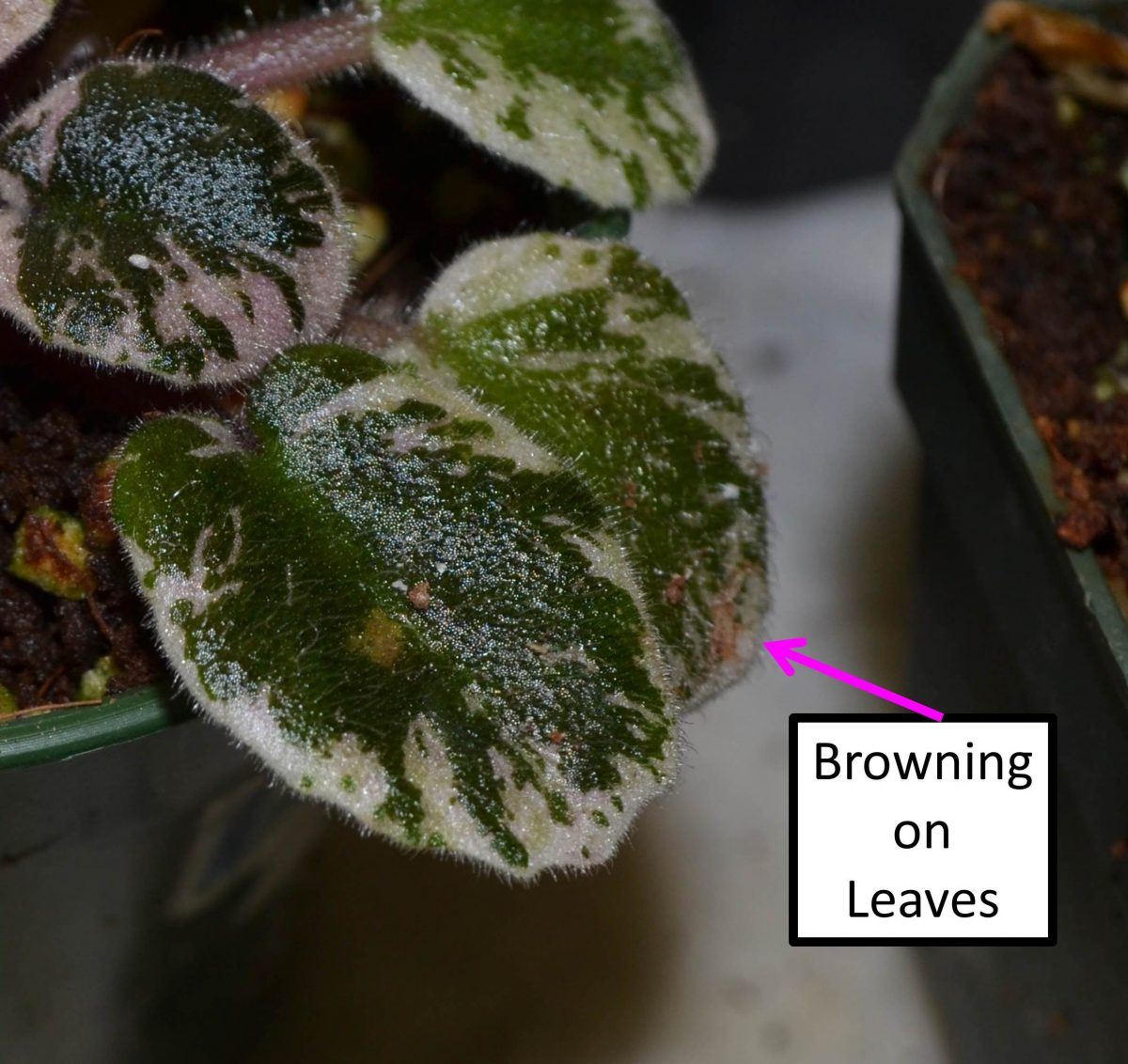 Brown Leaves on African Violet Plants – Baby Violets