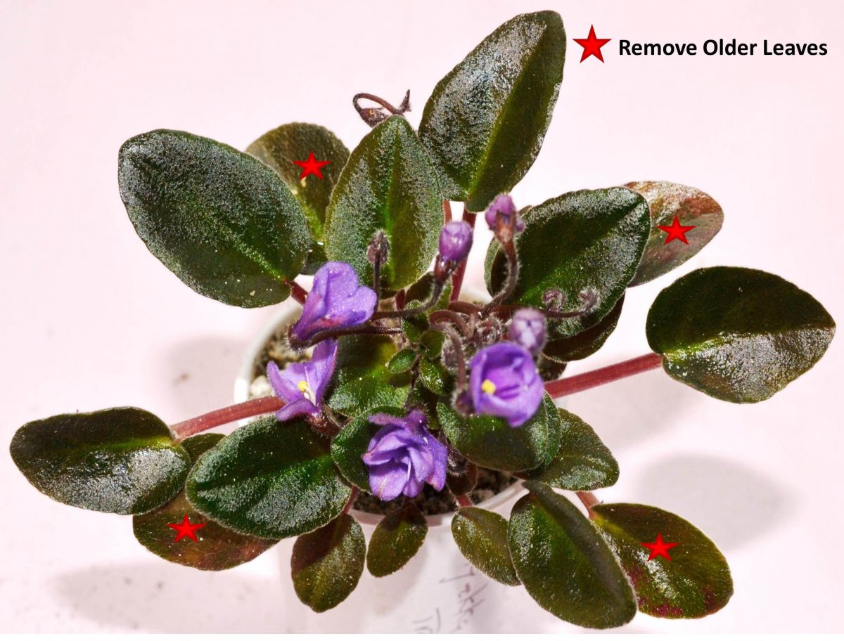 Root Rot on African Violet Plants – Baby Violets