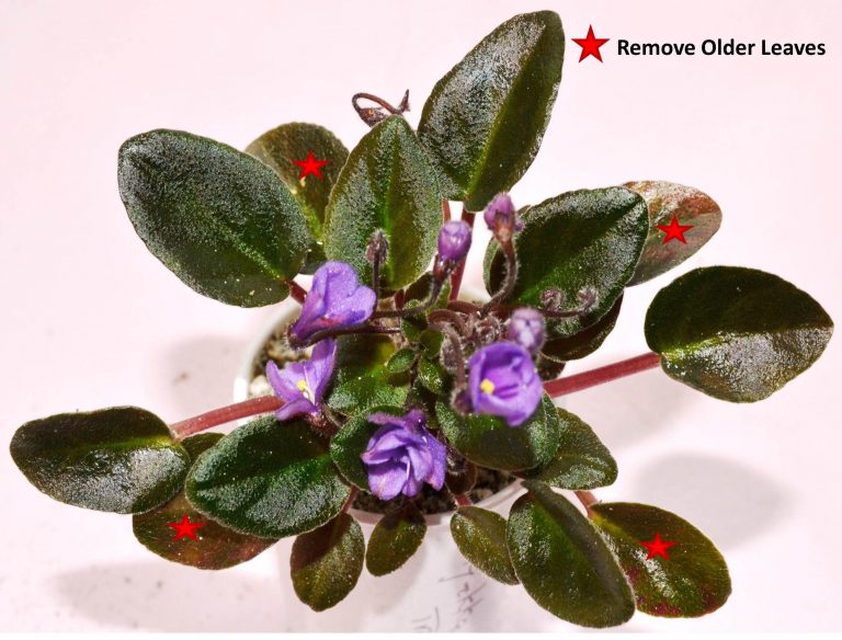 Root Rot on African Violet Plants – Baby Violets