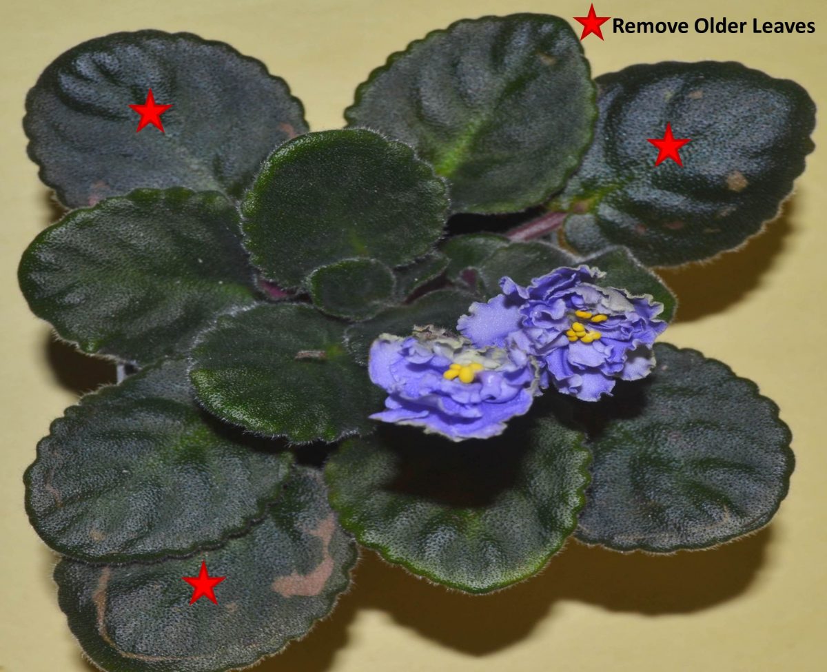 Root Rot on African Violet Plants – Baby Violets