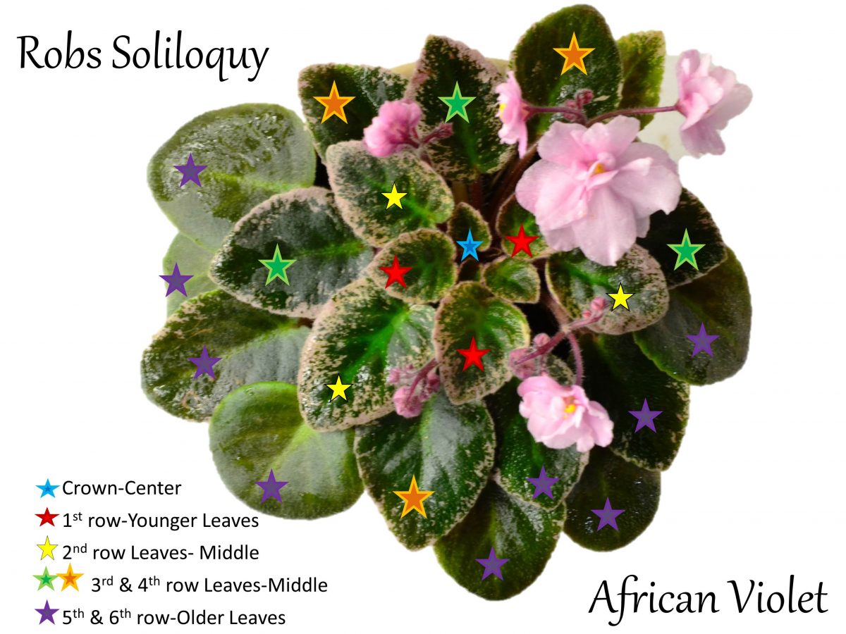 African Violet Leaf Propagation: How to Produce Baby Plantlets? – Baby ...