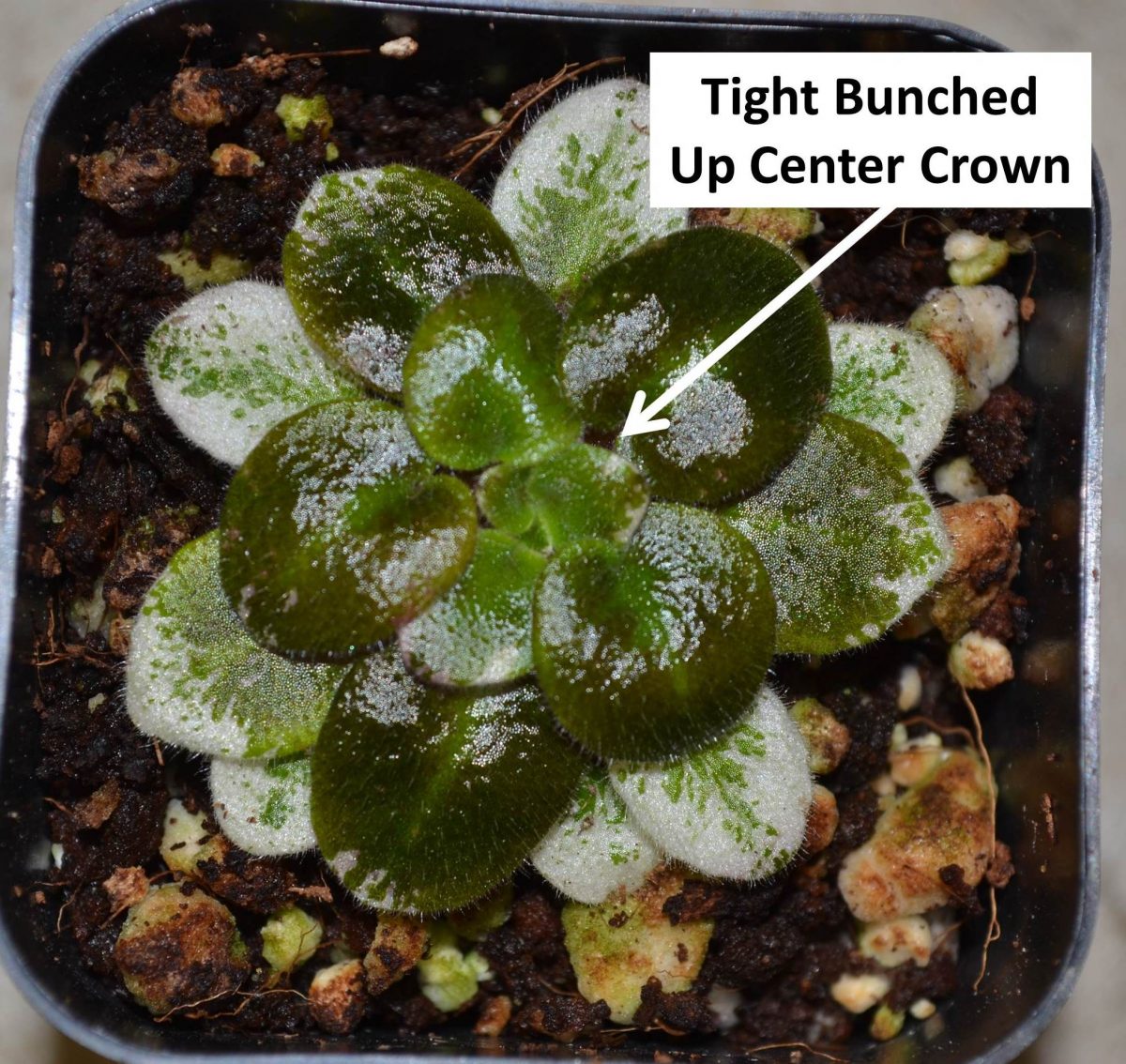 Tight Crowns on African Violet Plants – Baby Violets