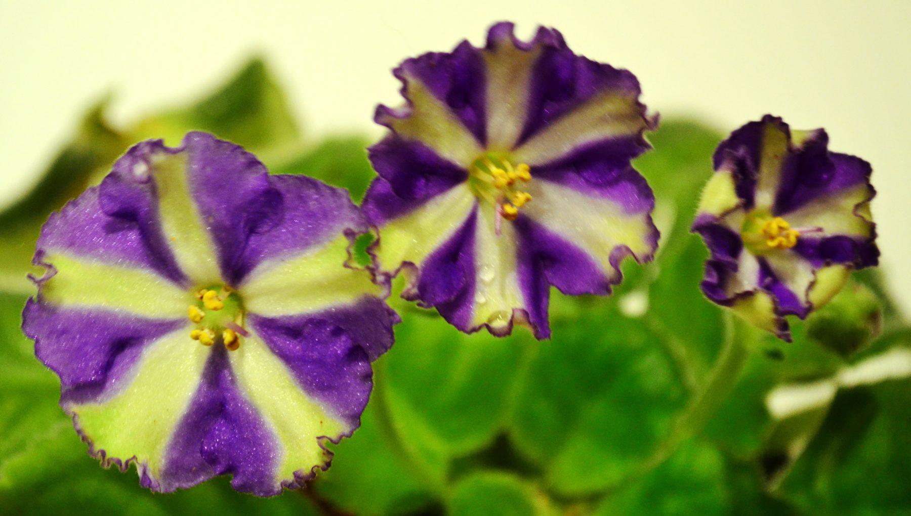 African Violet Chimera Flowers – Baby Violets