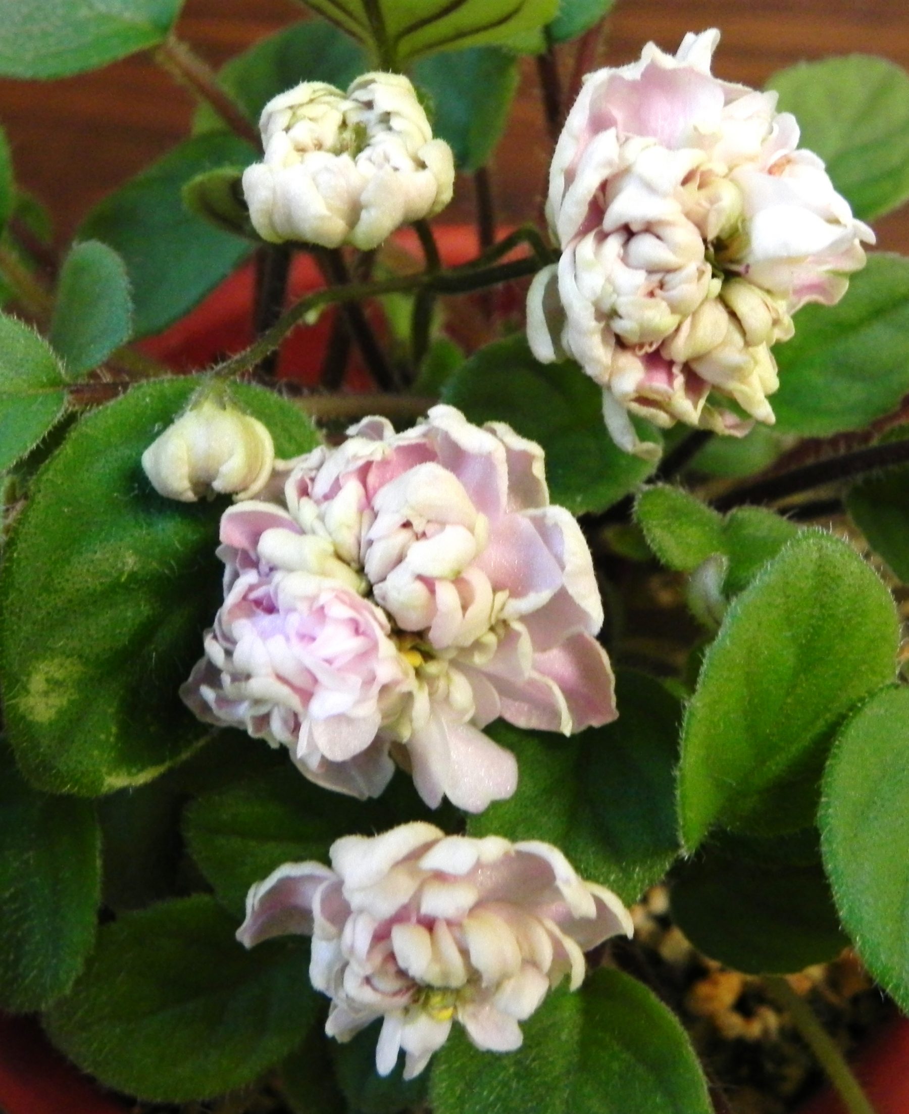 African Violet Society of America and Local AV Clubs – Baby Violets